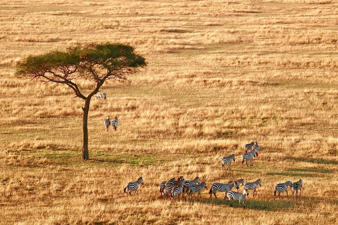 Wer sind wir? Erfahren Sie mehr über Tanzania Specialist