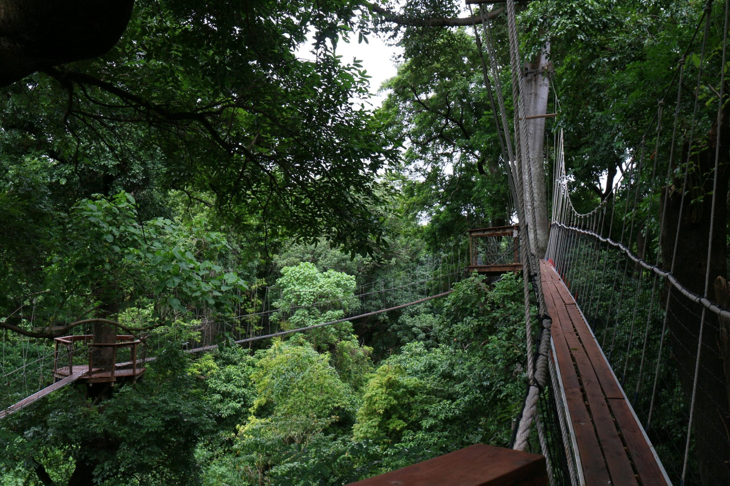 Treetop Walk im Lake Manyara Nationalpark | Tanzania Specialist
